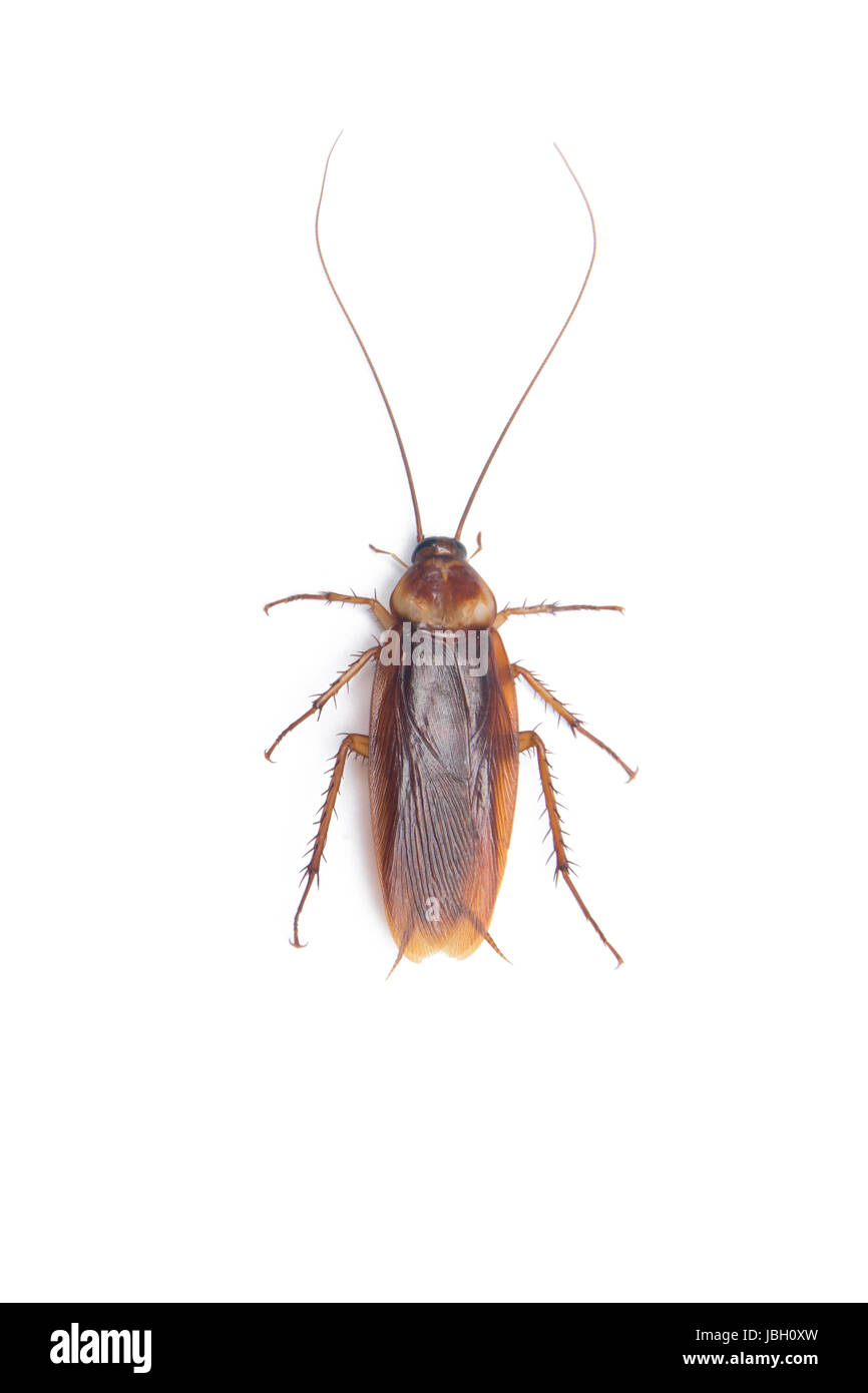 Cockroach isolated white background Stock Photo - Alamy