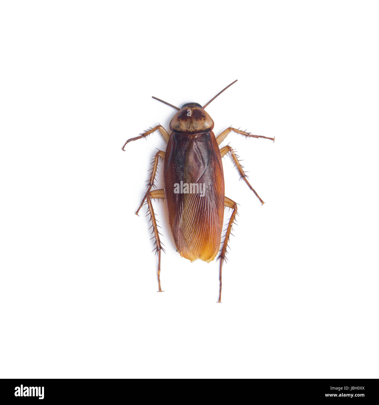 Cockroach isolated white background Stock Photo - Alamy