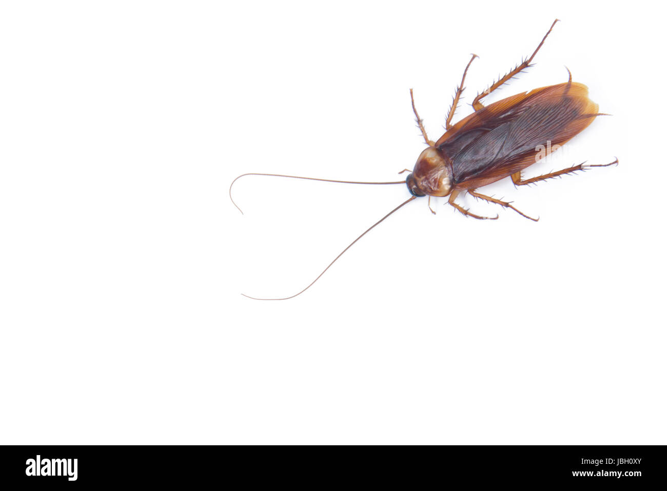 Cockroach isolated white background Stock Photo - Alamy
