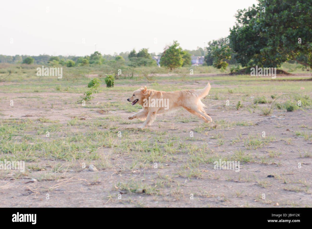 Golden retriever dog running outdoor Stock Photo - Alamy