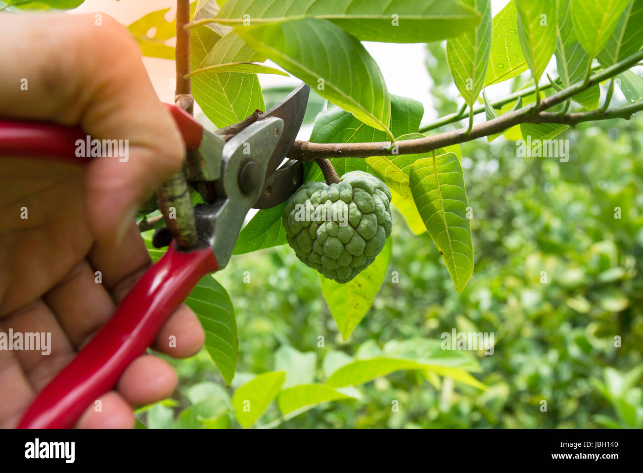 gardener pruning custard apple trees with pruning shears on nature ...