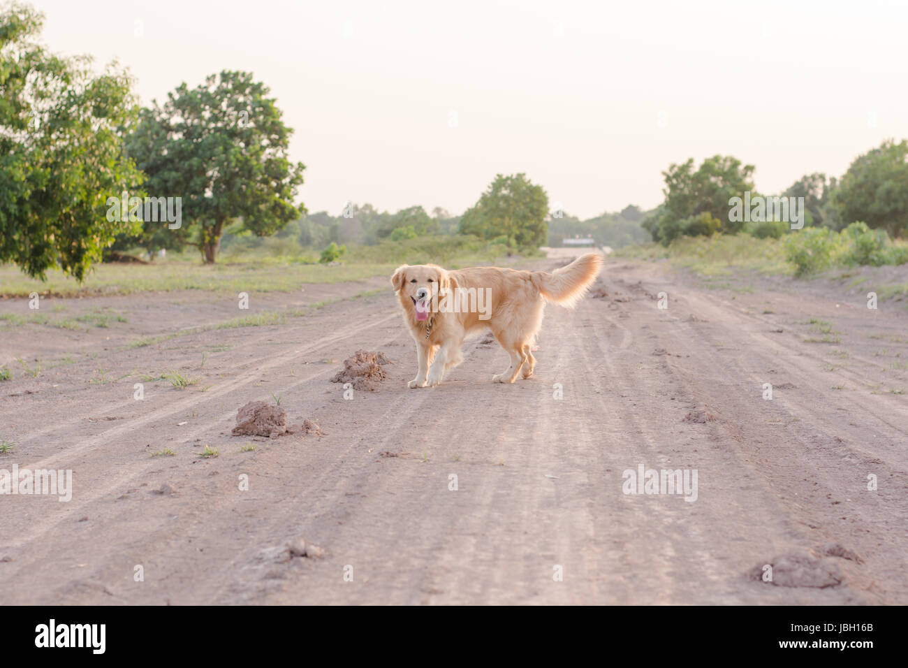 Dog running stick in park hi-res stock photography and images - Alamy