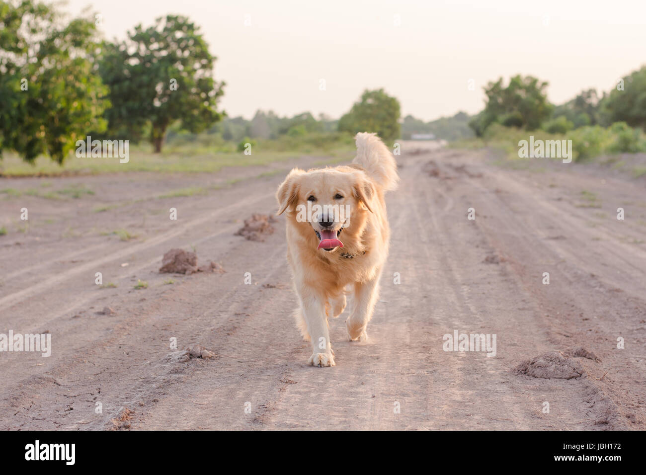 Golden retrievers running on hi-res stock photography and images - Alamy