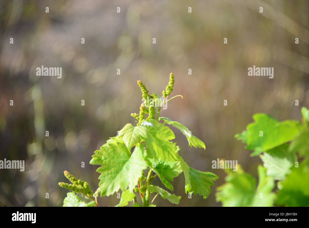 little grapes - spain Stock Photo - Alamy