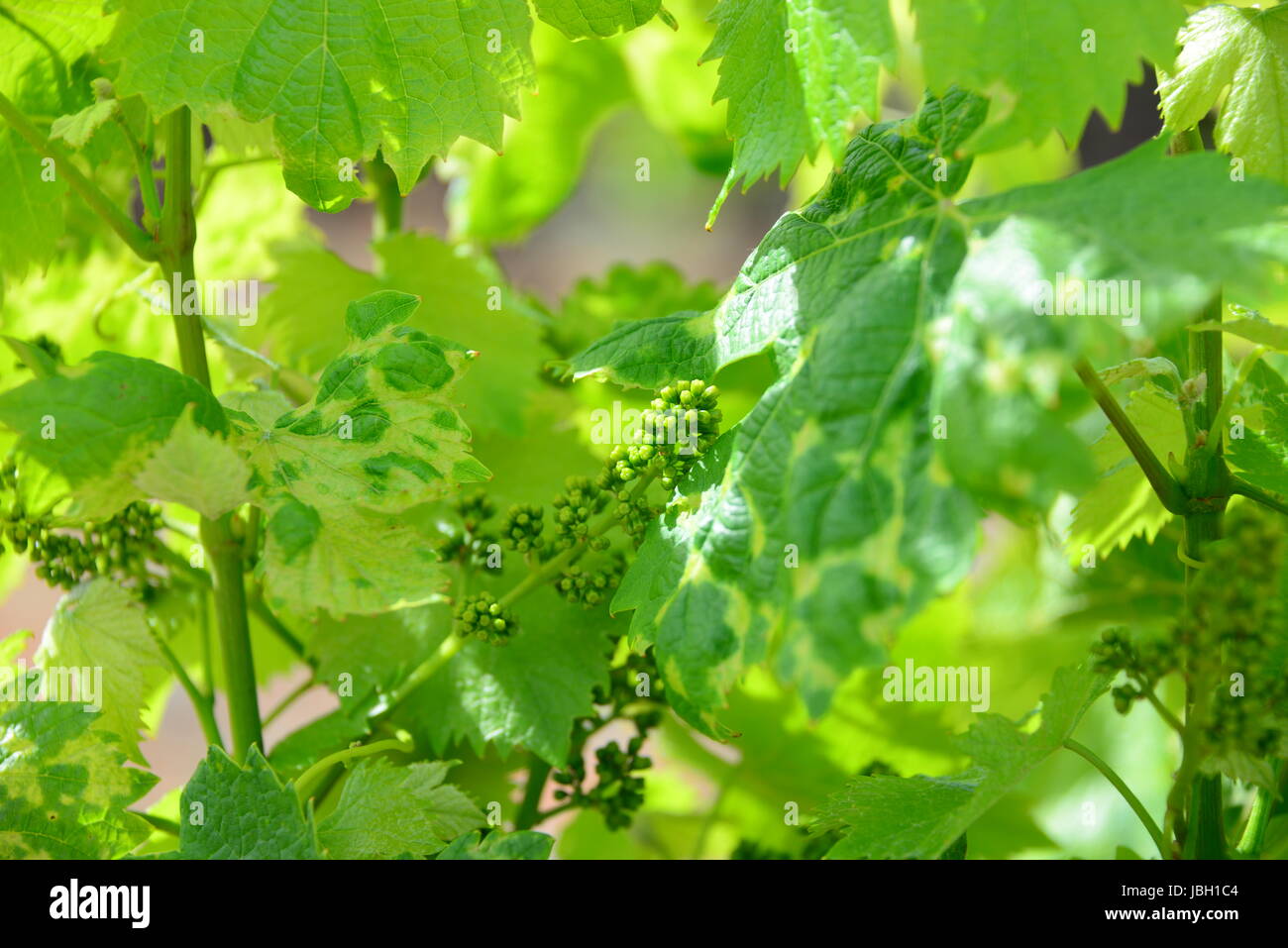 little grapes - spain Stock Photo - Alamy