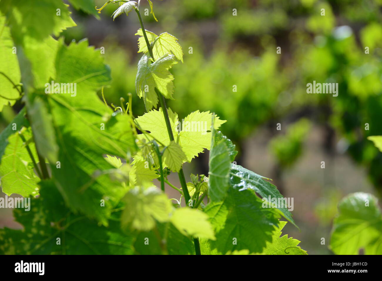 little grapes - spain Stock Photo - Alamy