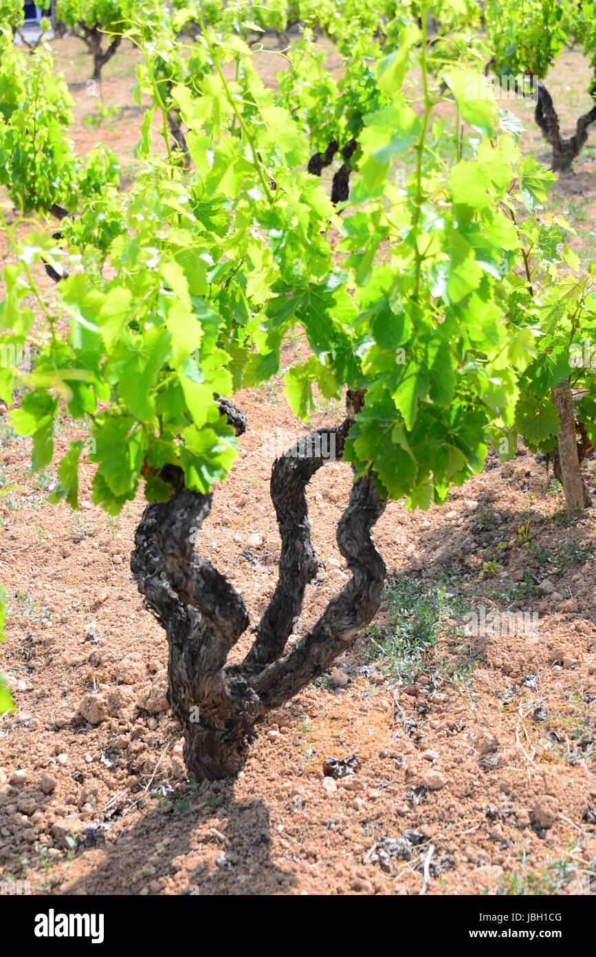 little grapes - spain Stock Photo - Alamy