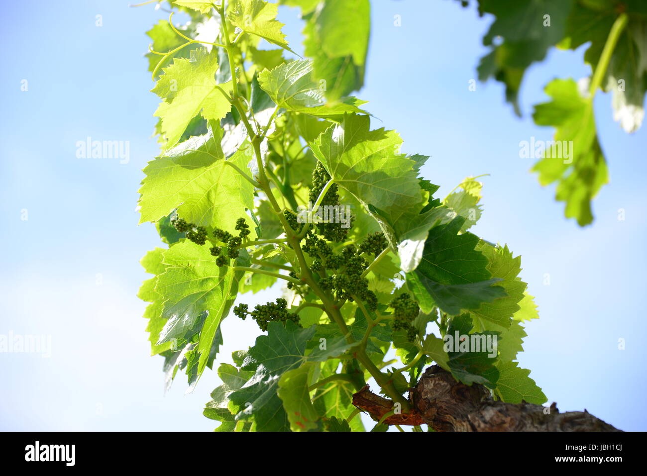 little grapes - spain Stock Photo - Alamy