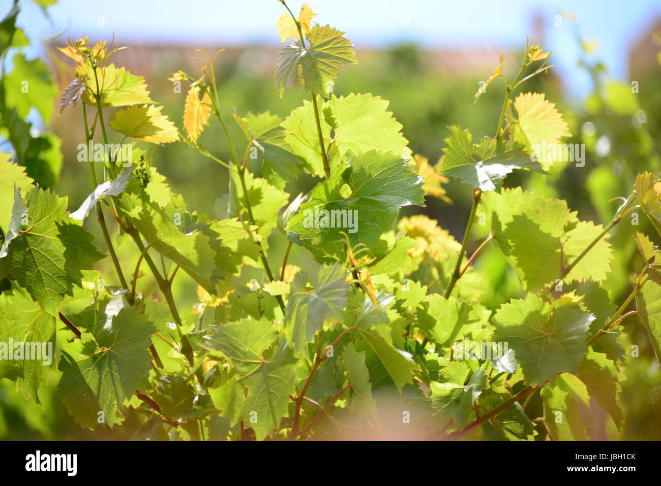 little grapes - spain Stock Photo - Alamy