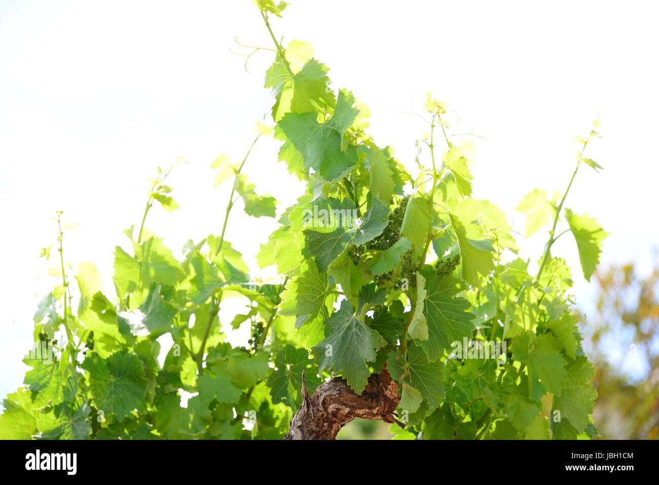 little grapes - spain Stock Photo - Alamy