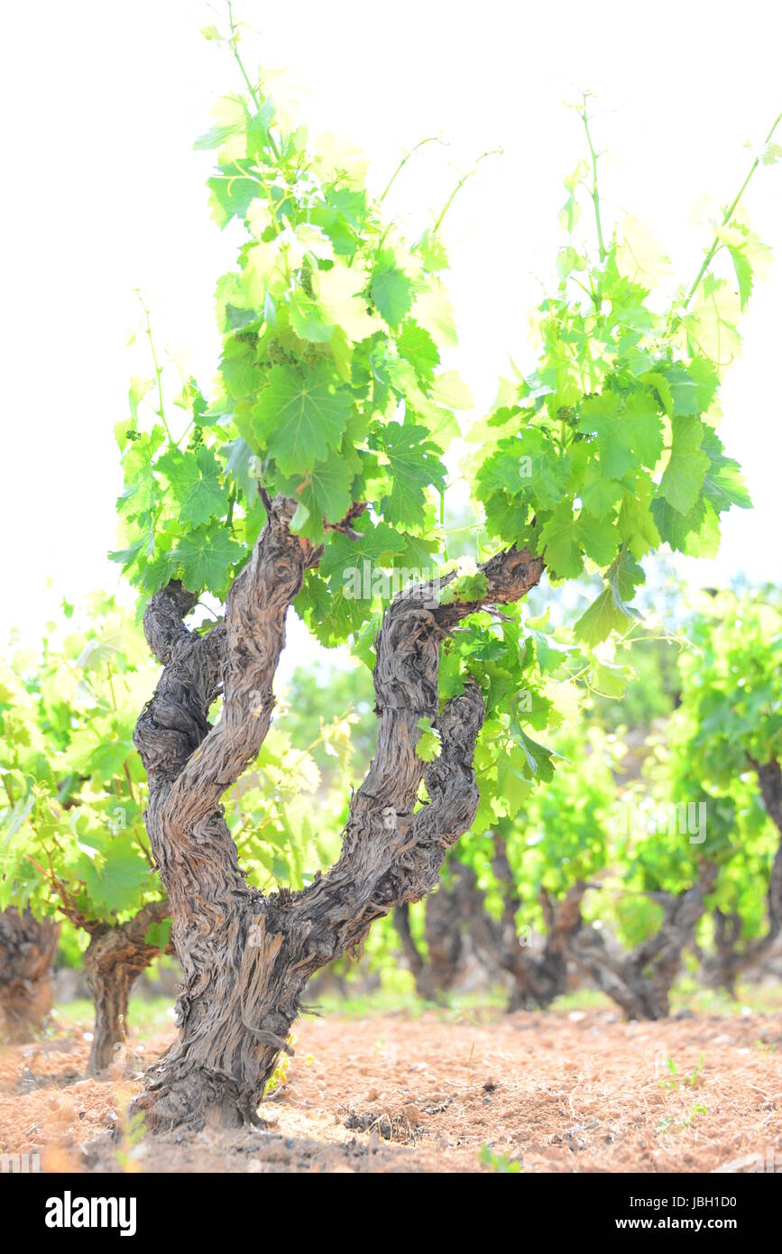 little grapes - spain Stock Photo - Alamy