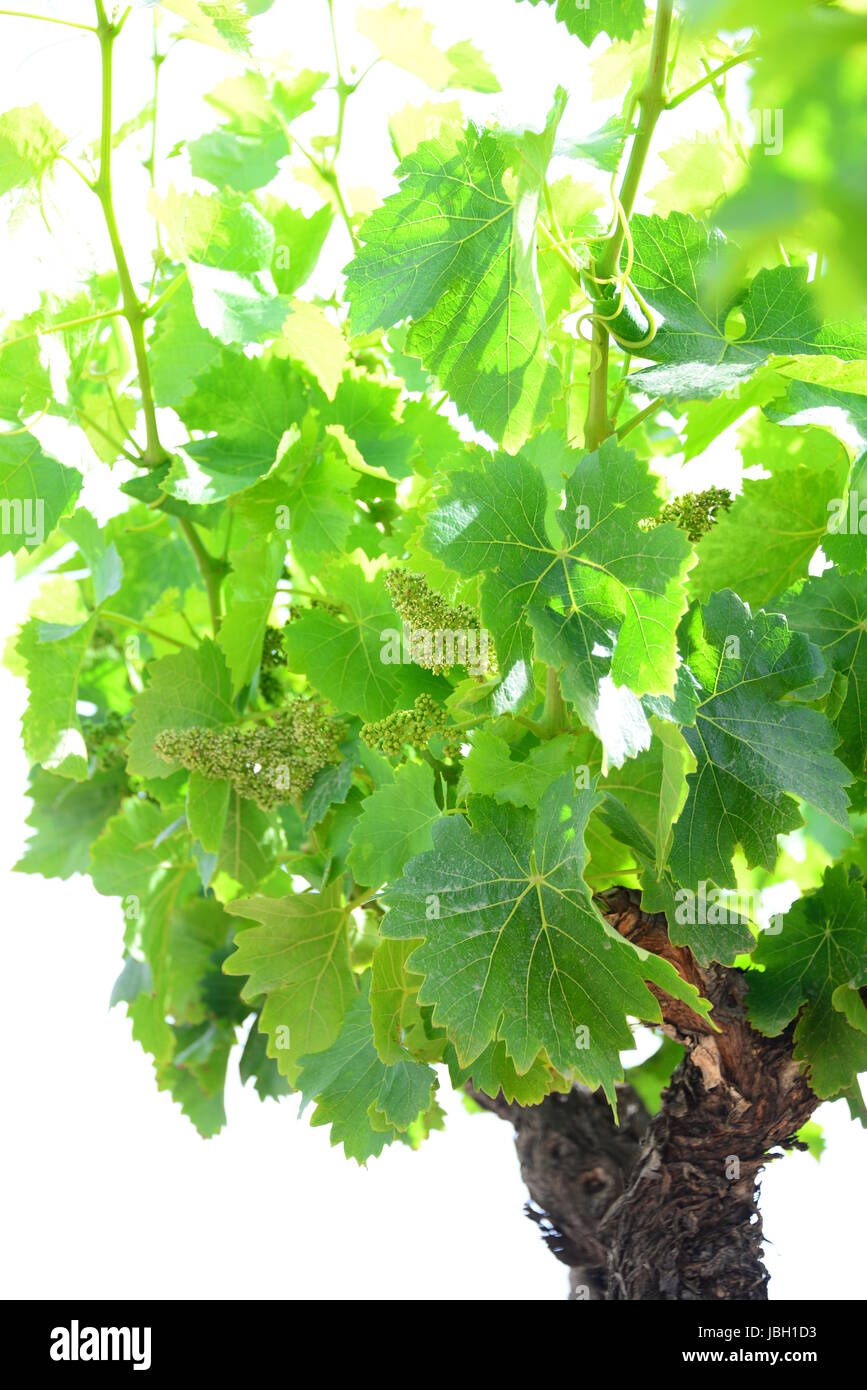 little grapes - spain Stock Photo - Alamy