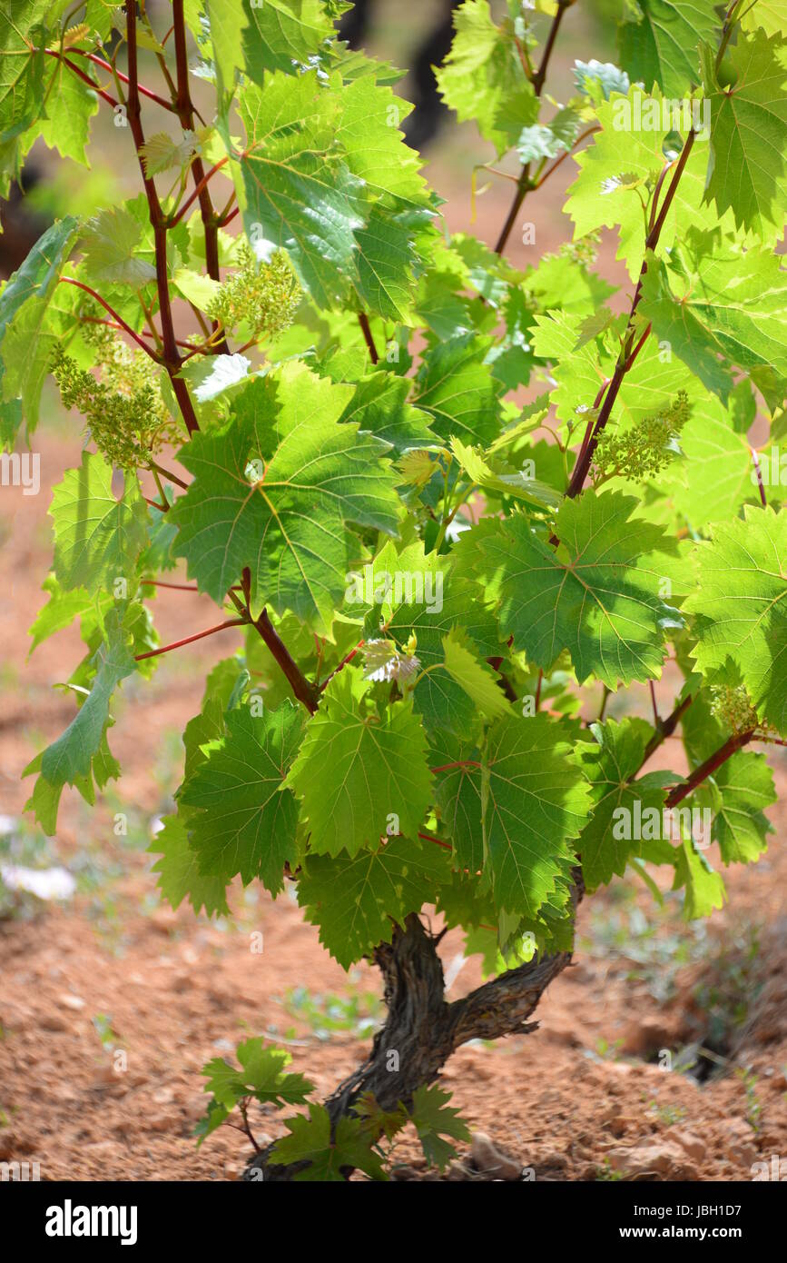 little grapes - spain Stock Photo - Alamy