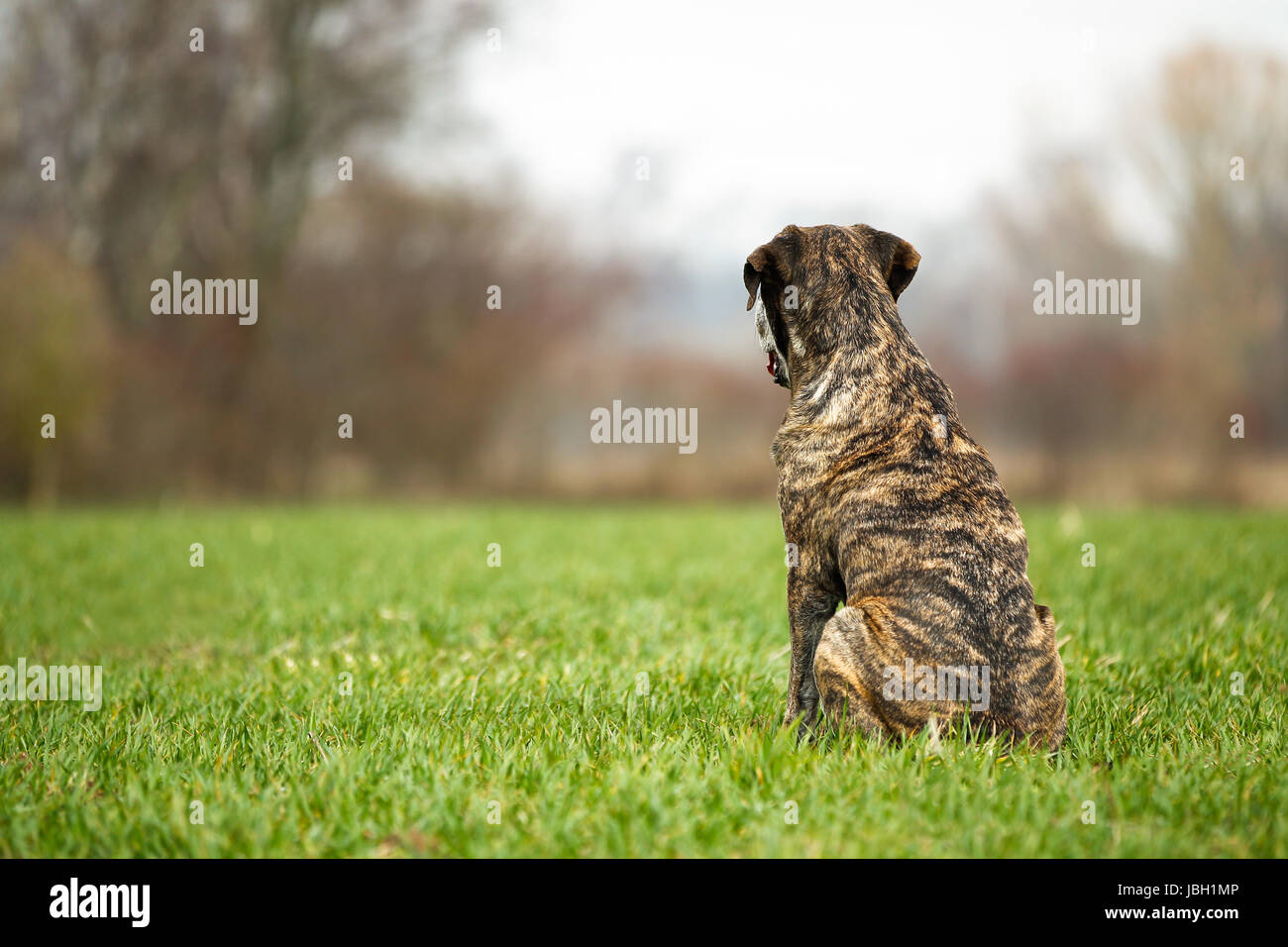 Italian mastiff hi-res stock photography and images - Alamy