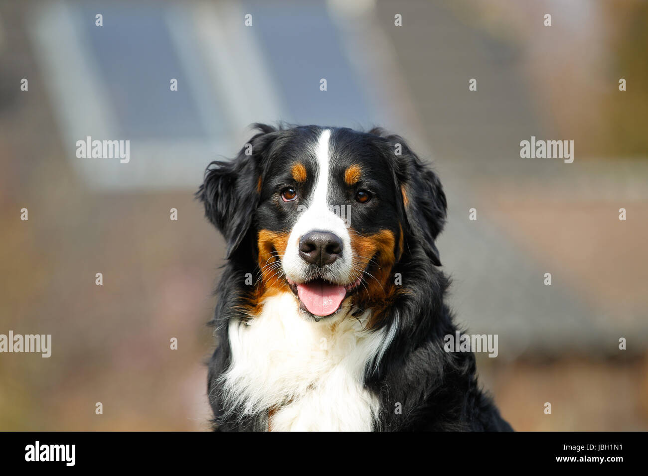 Purebred berner sennenhund, taken outside during spring/summer time ...