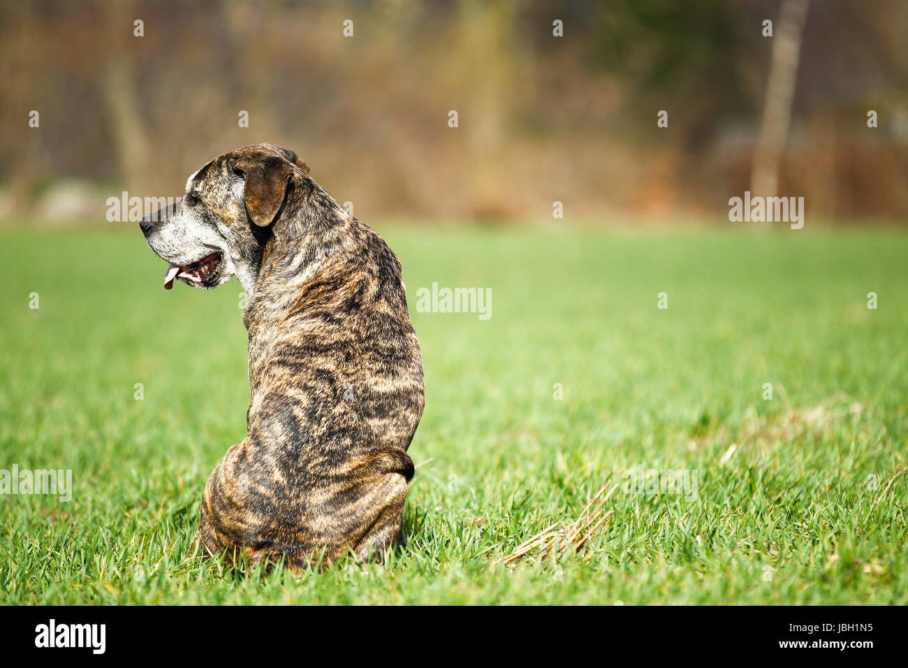Neapolitan Mastiff Pitbull Mix Puppies