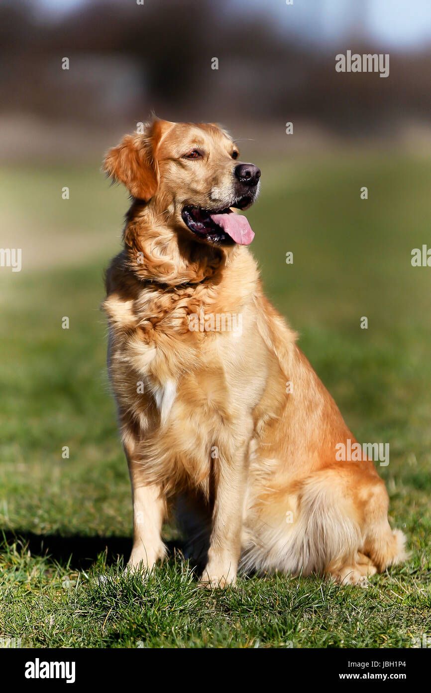 Beautiful purebred dog standing up outside during summer time Stock ...