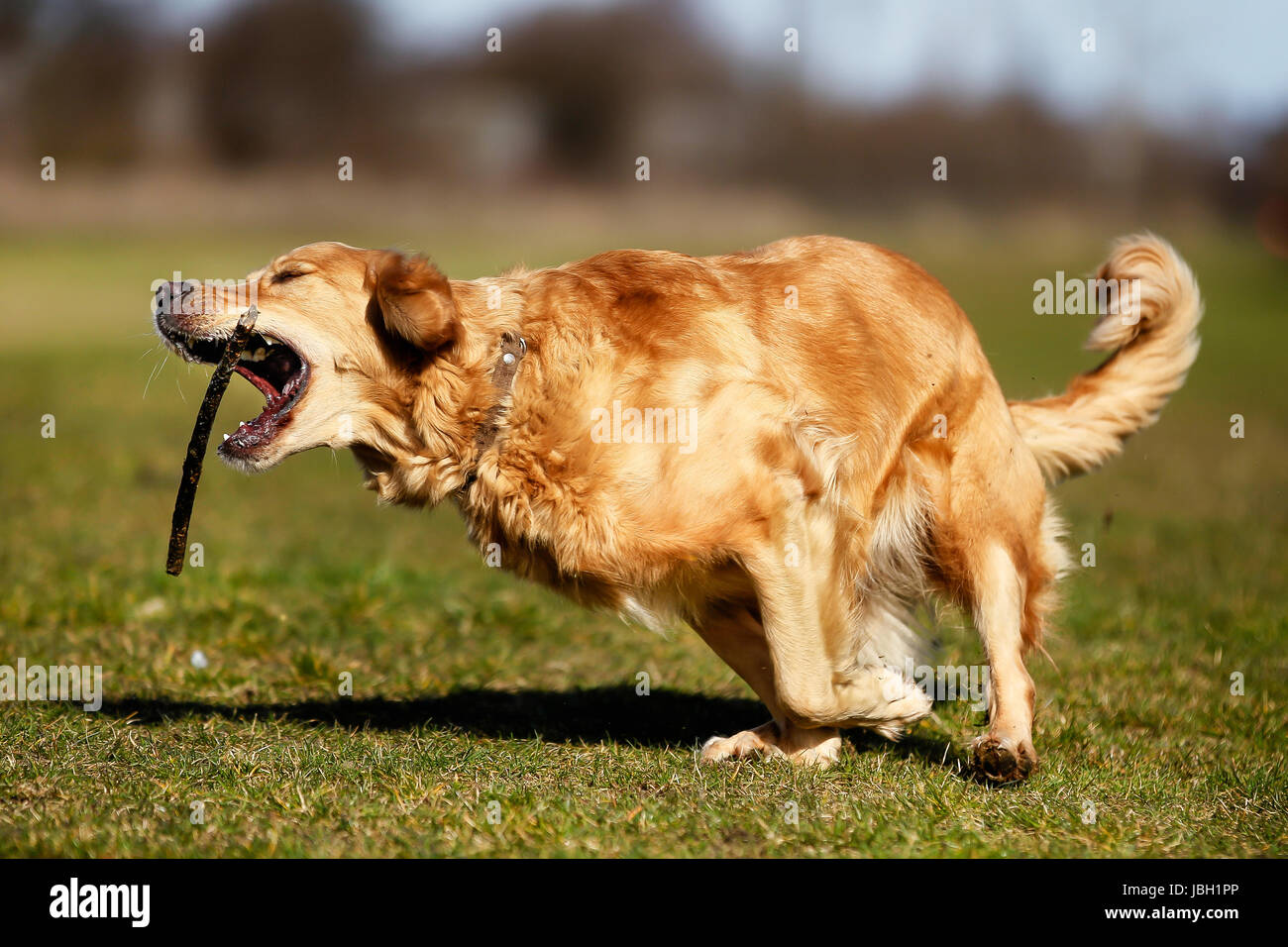 Beautiful purebred dog having fun and catching a stick on grass field ...