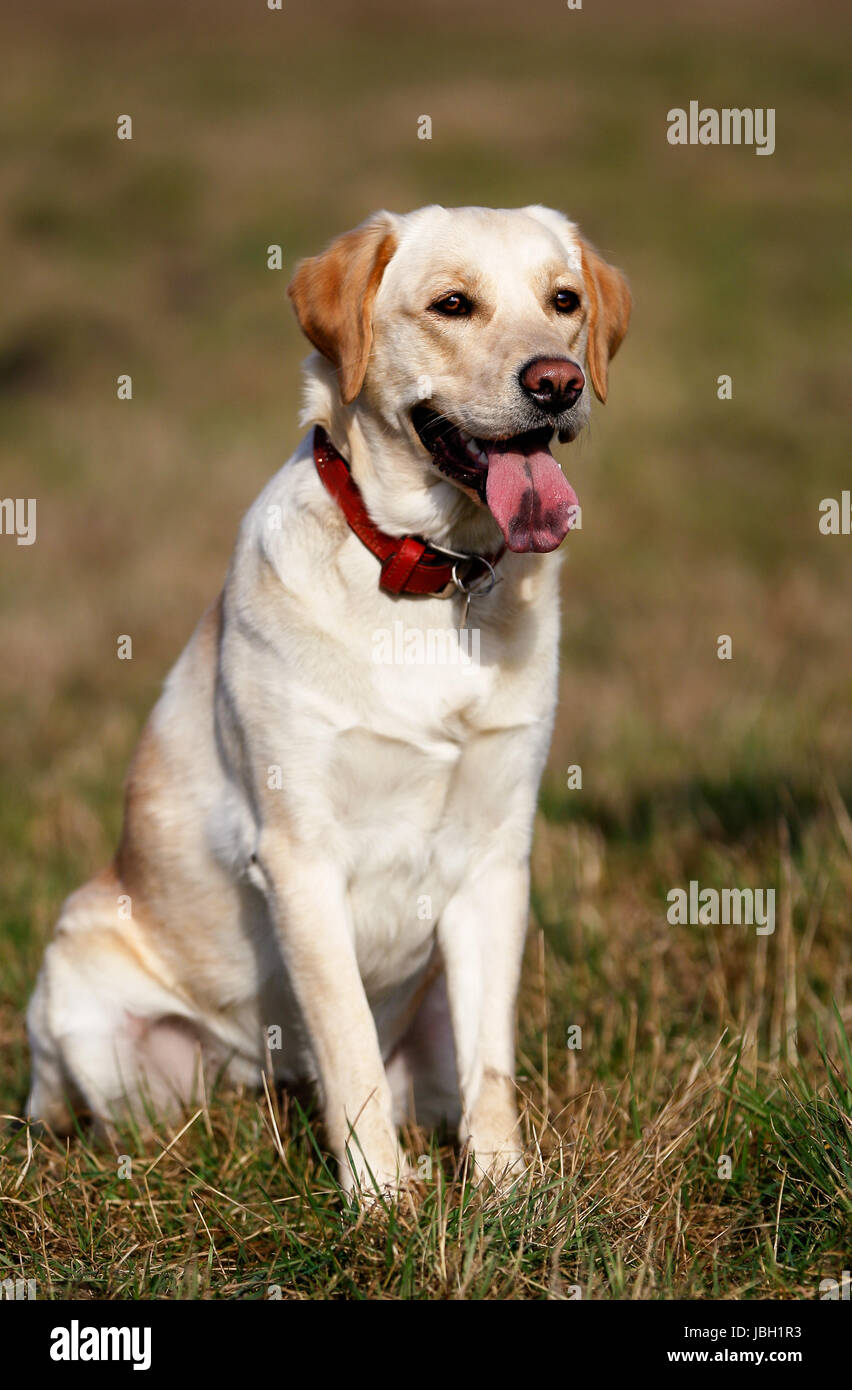 Beautiful purebred golden retriever dog standing on its front legs ...
