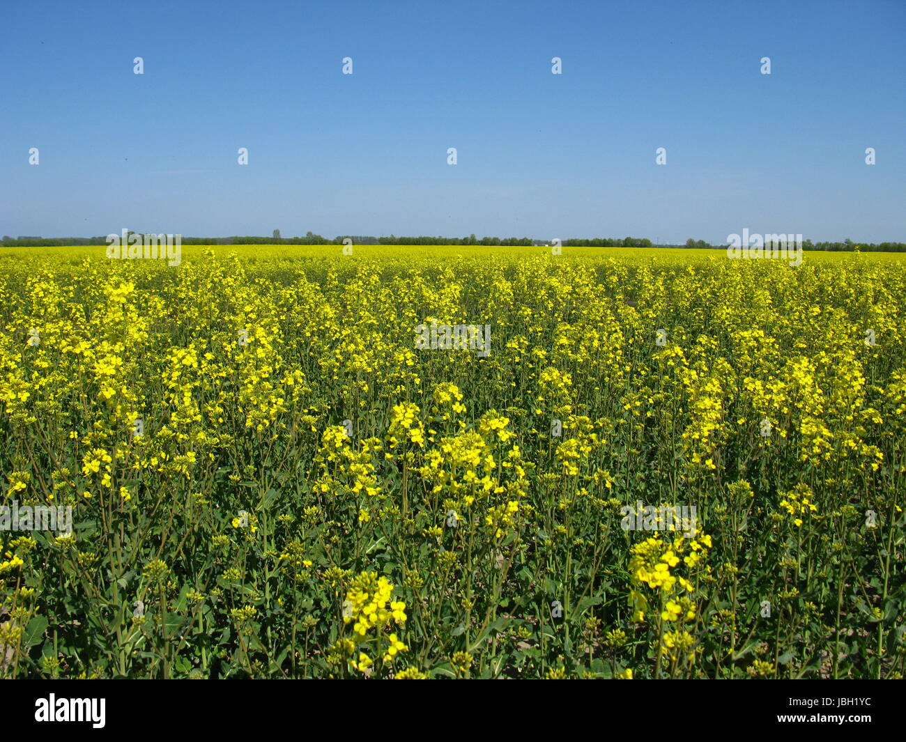useful plant field Stock Photo - Alamy