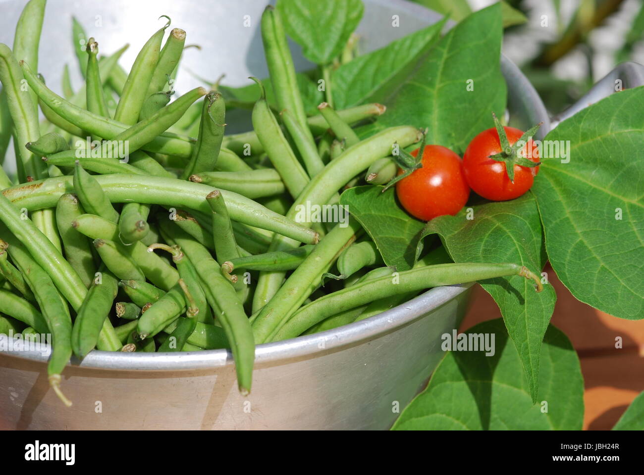 Bohnenernte hi-res stock photography and images - Alamy