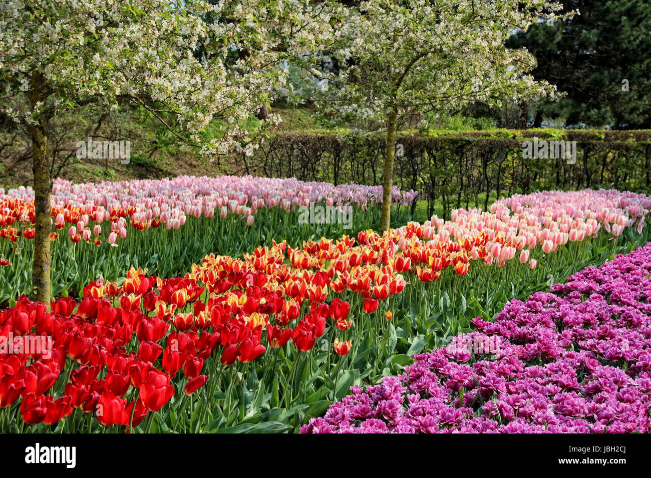 Magnificent tulip tree hi-res stock photography and images - Alamy