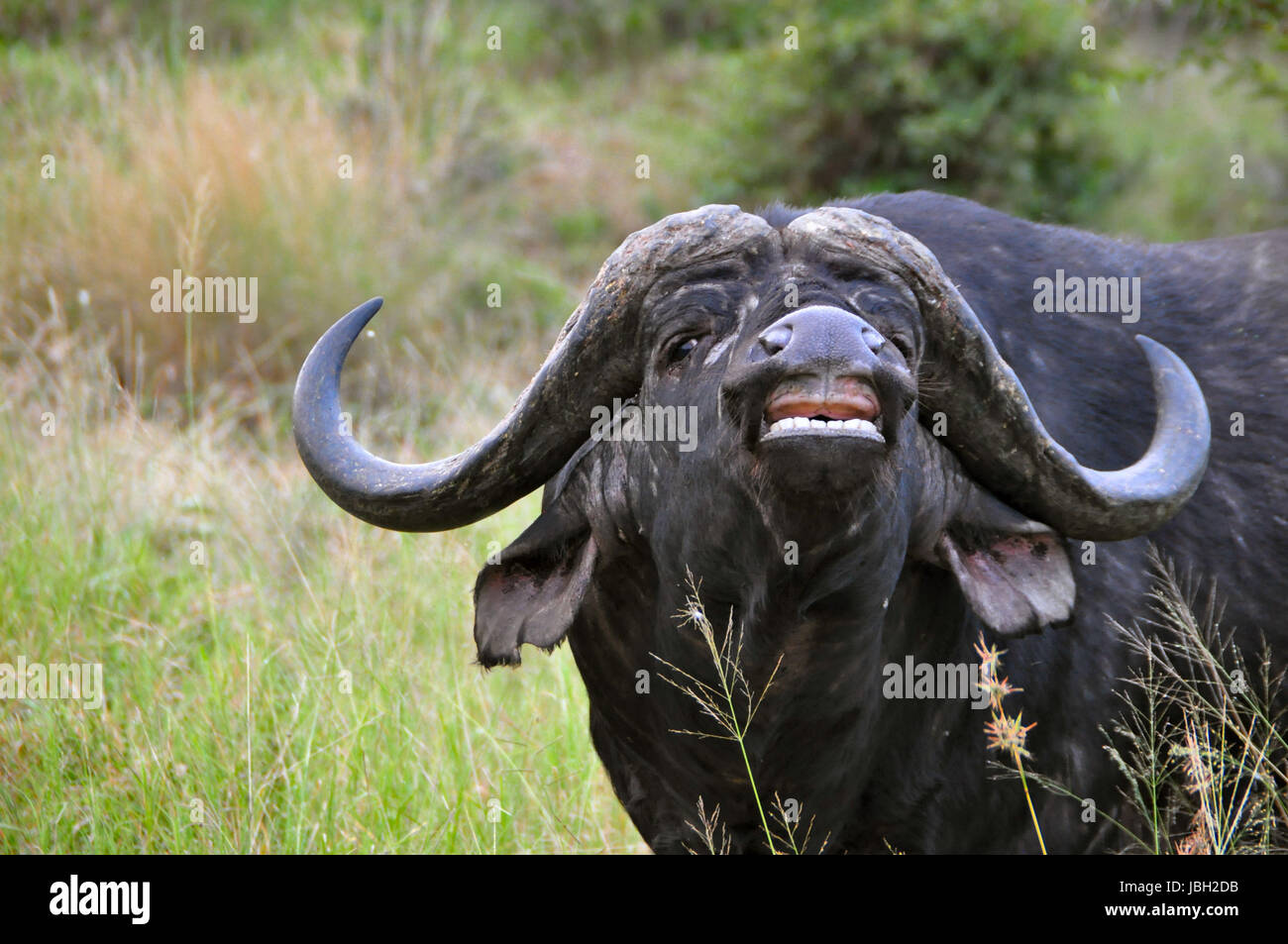buffalo portrait 1 Stock Photo - Alamy