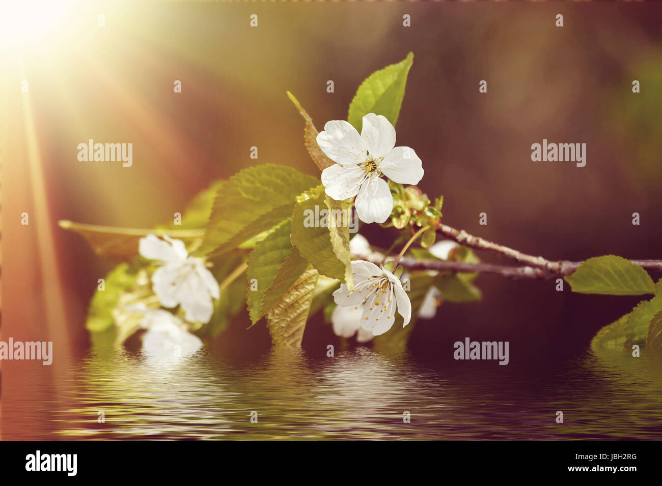 Blossoming tree spring with very shallow focus background or backdrop ...