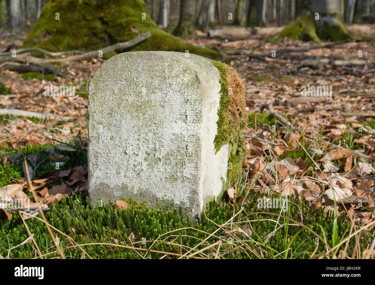 forest detail with boundary marker in sunny ambiance Stock Photo - Alamy