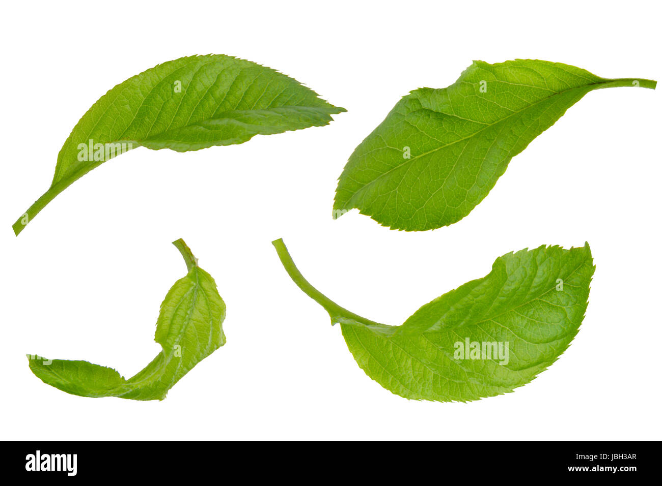 collection of many leaves of apple isolated on the white background ...