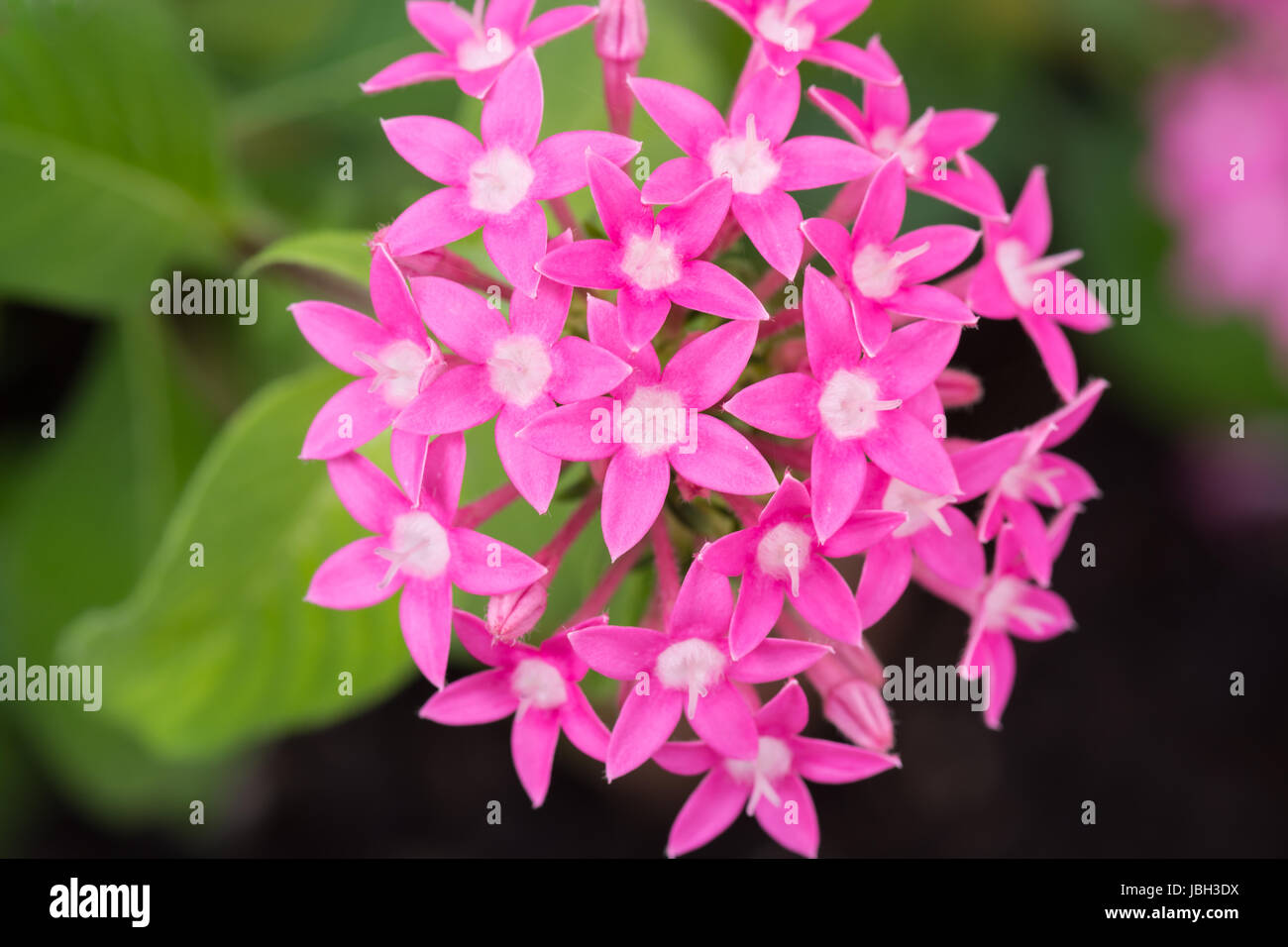 Egyptian star cluster hi-res stock photography and images - Alamy