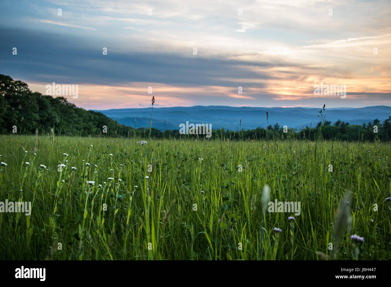 Serene field tall grass hi-res stock photography and images - Alamy