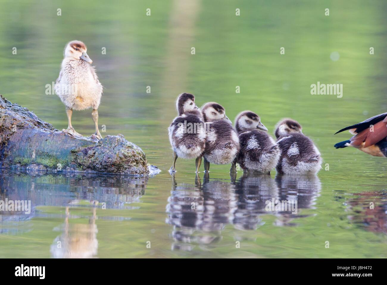 Nilganse hi-res stock photography and images - Alamy