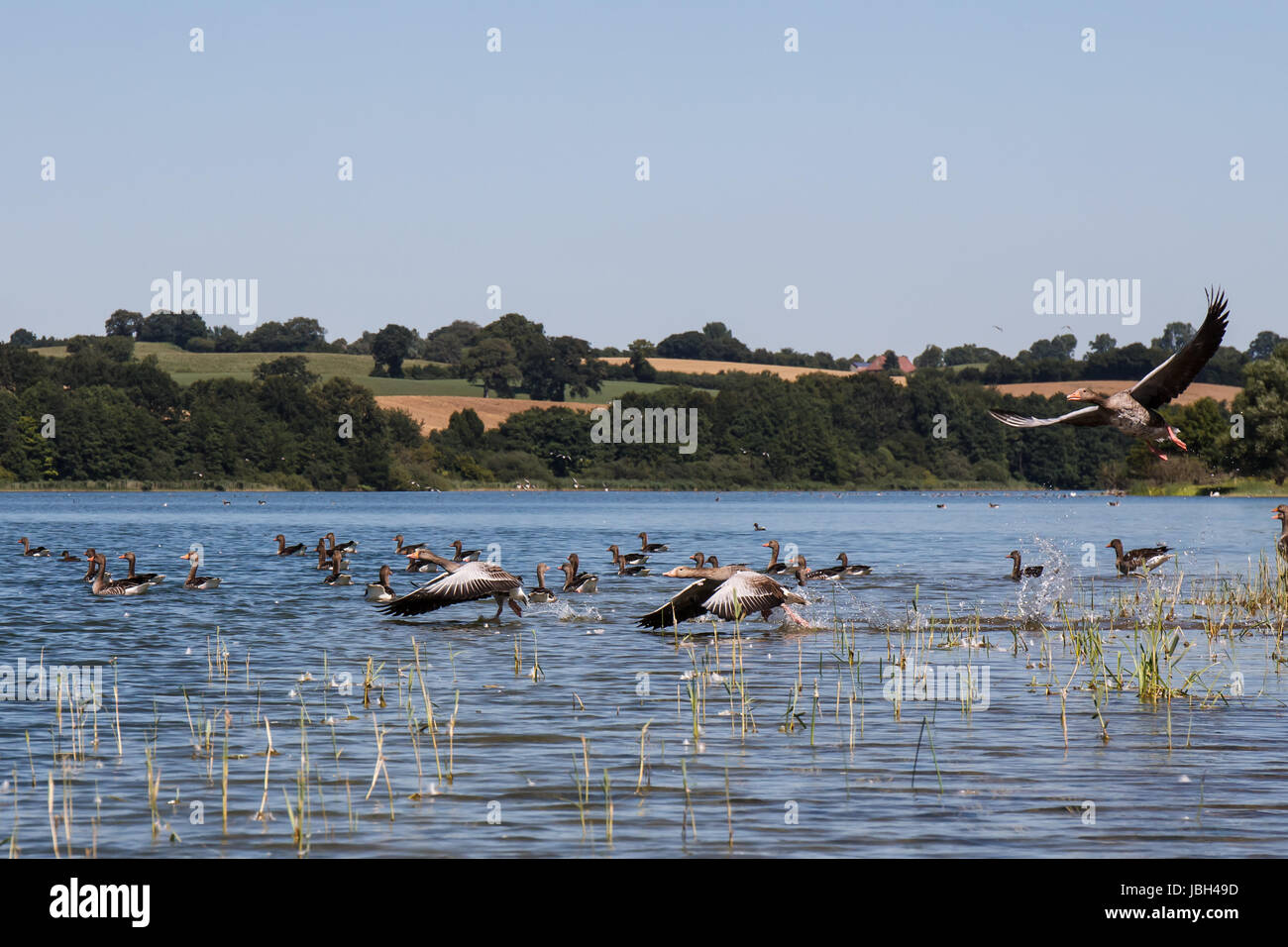 Flugelpaare hi-res stock photography and images - Alamy