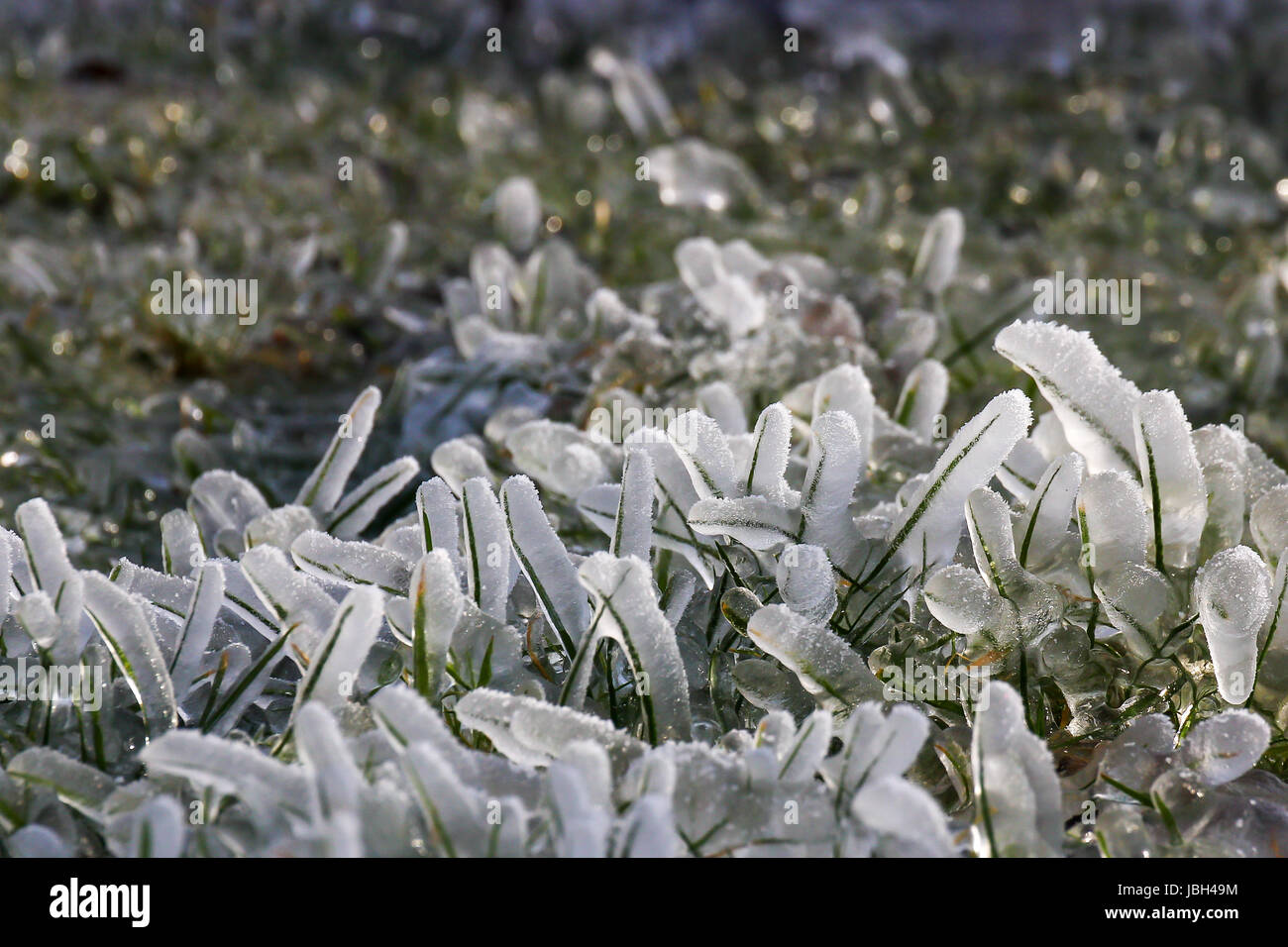 icing-grass - 01 Stock Photo - Alamy
