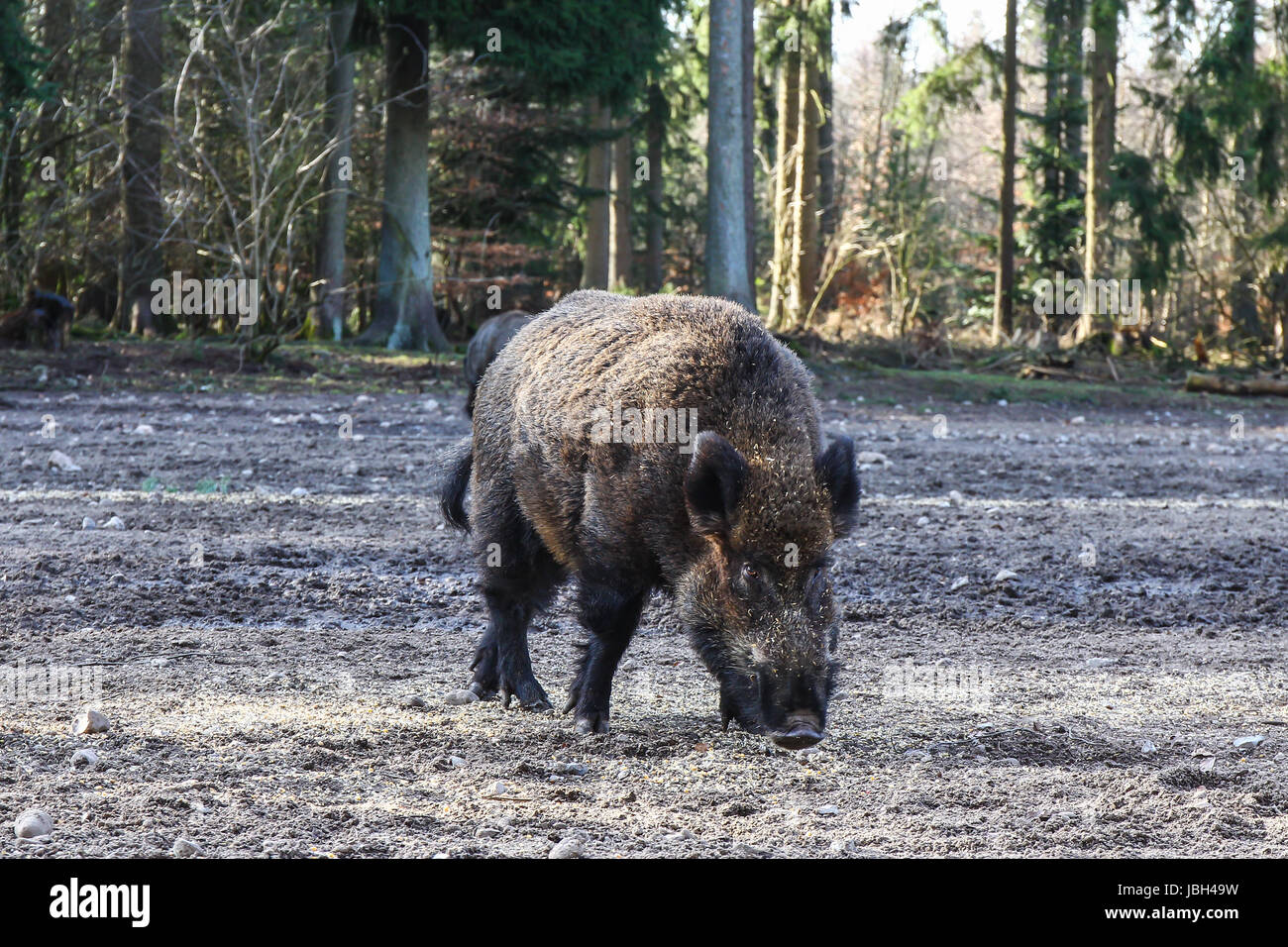 brooks wild boars Stock Photo - Alamy
