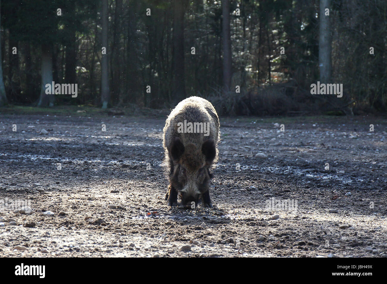 brooks wild boars Stock Photo - Alamy