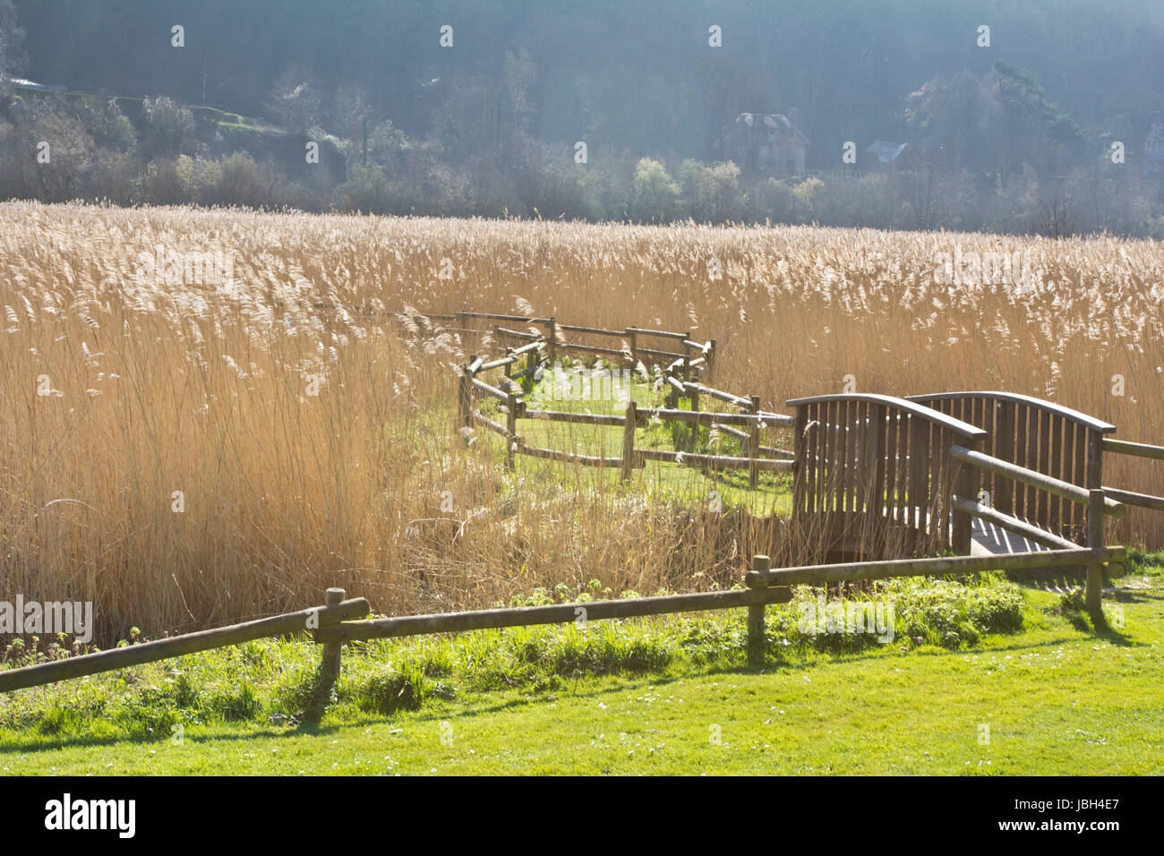A path winding its way through a reed bed Stock Photo - Alamy