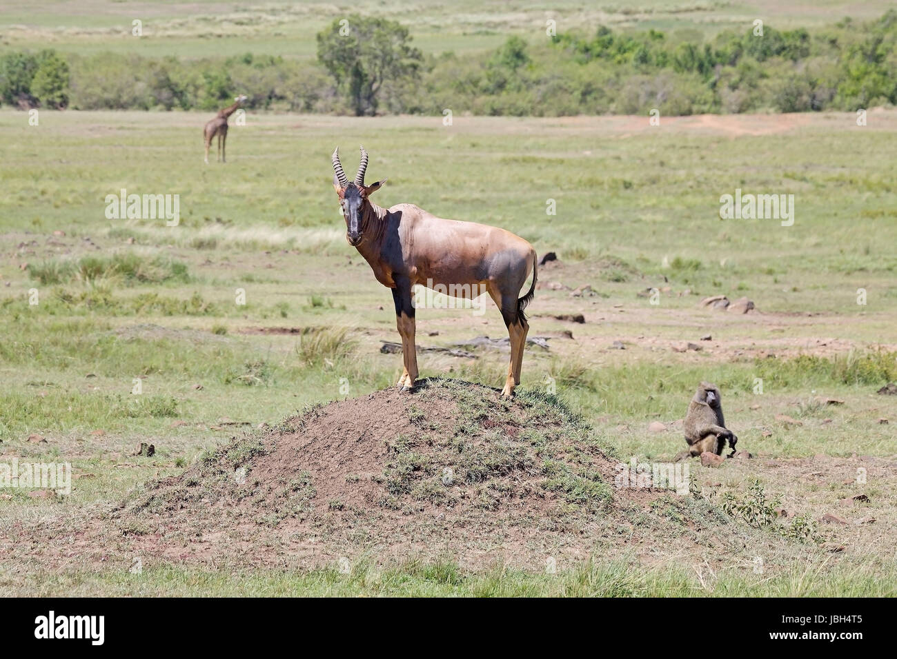 Topi jimela race (Damaliscus lunatus jimela). Animal in the wild Stock ...