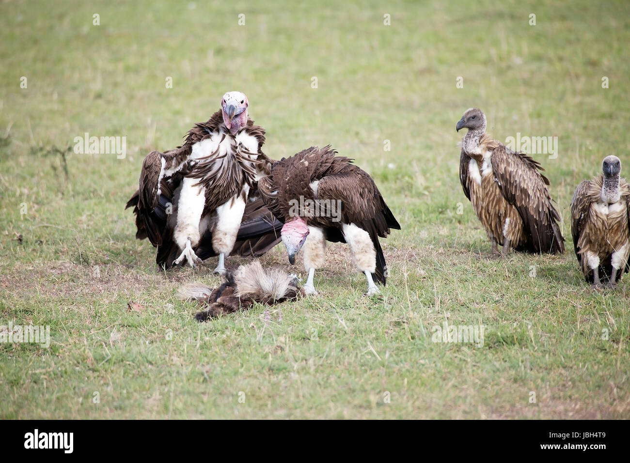 Lapped-faced vulture (Torgus tracheliotus) and White-backed vultures ...