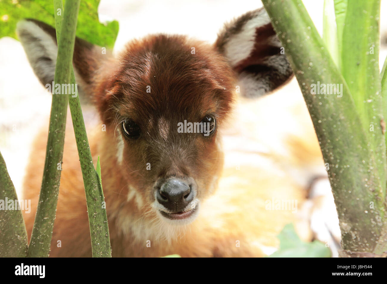 Sad deer hi-res stock photography and images - Alamy