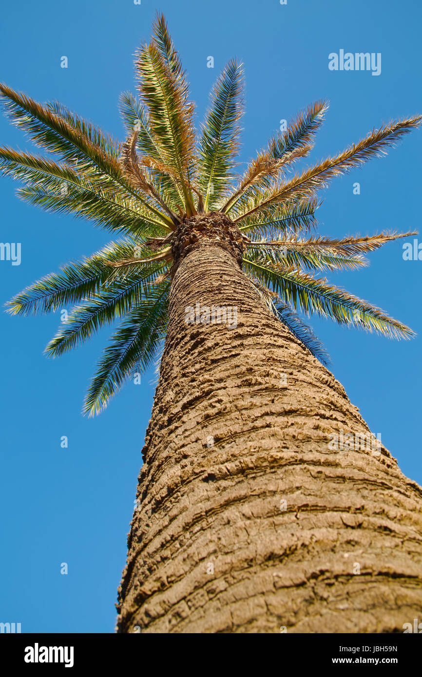 Palm tree low angle view Stock Photo - Alamy