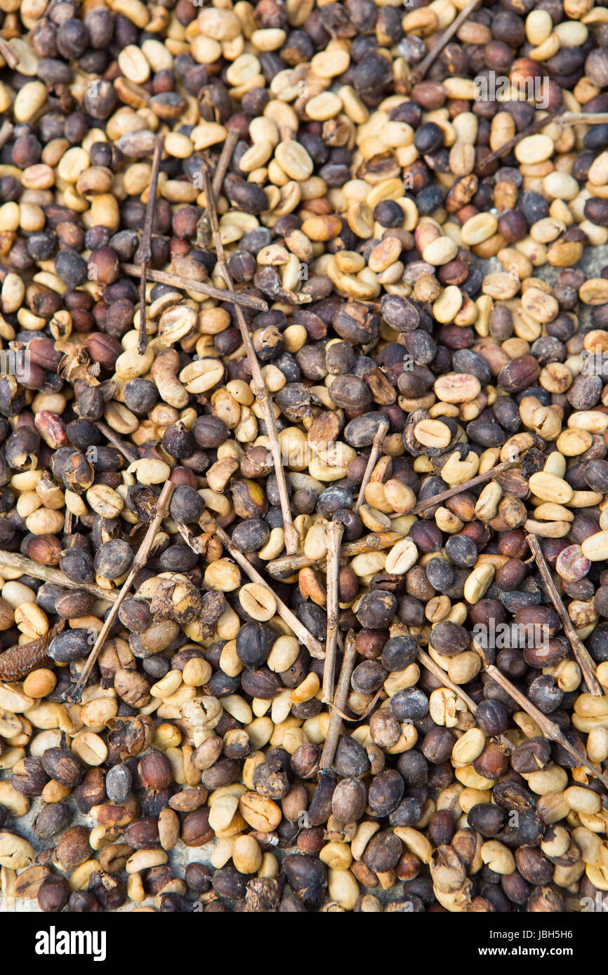 Closeup of background of coffee beans taken in Colombia in a coffee ...