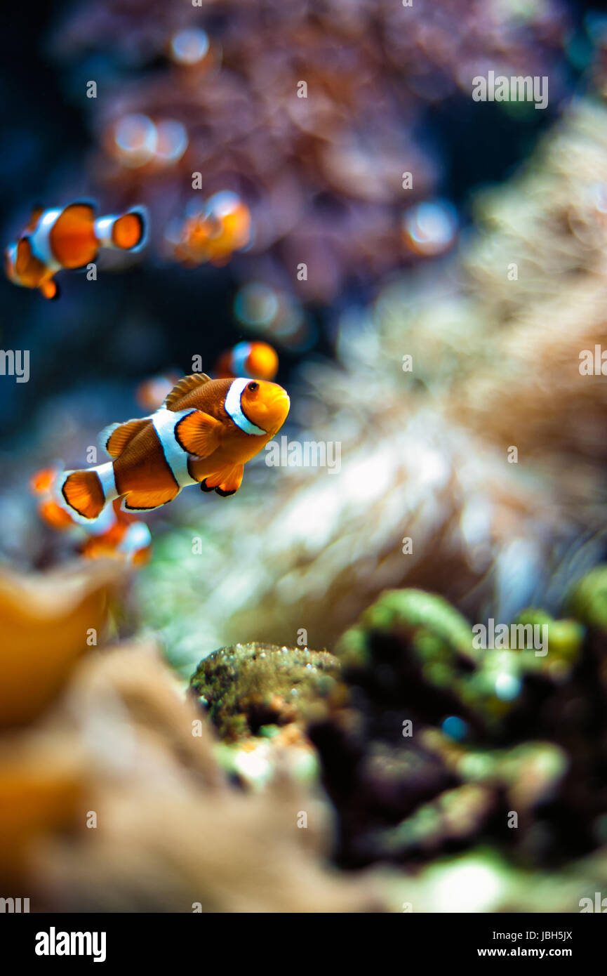Clownfish a beautiful closeup in an aquarium Stock Photo - Alamy
