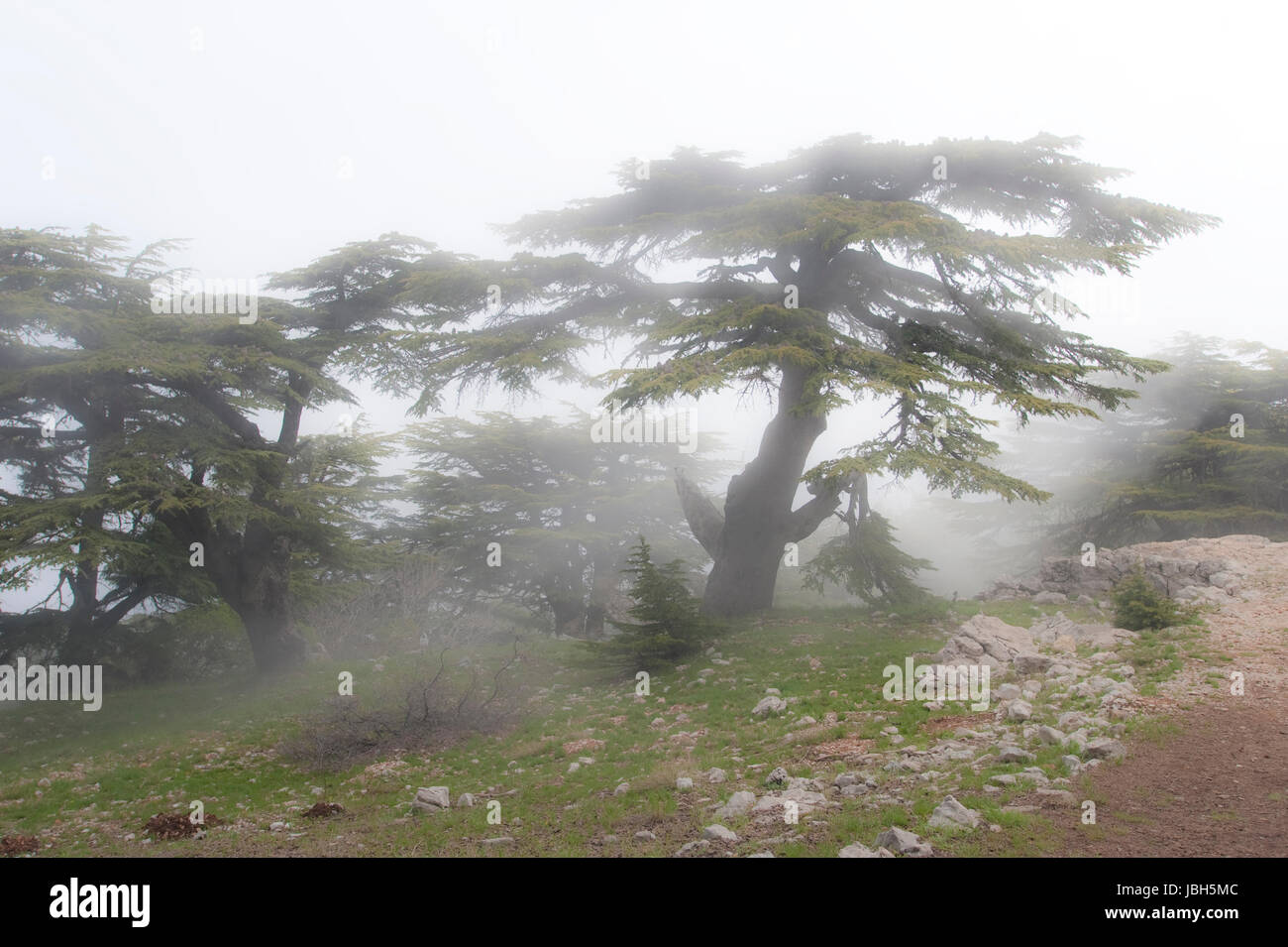 Lebanon cedar tree hi-res stock photography and images - Alamy