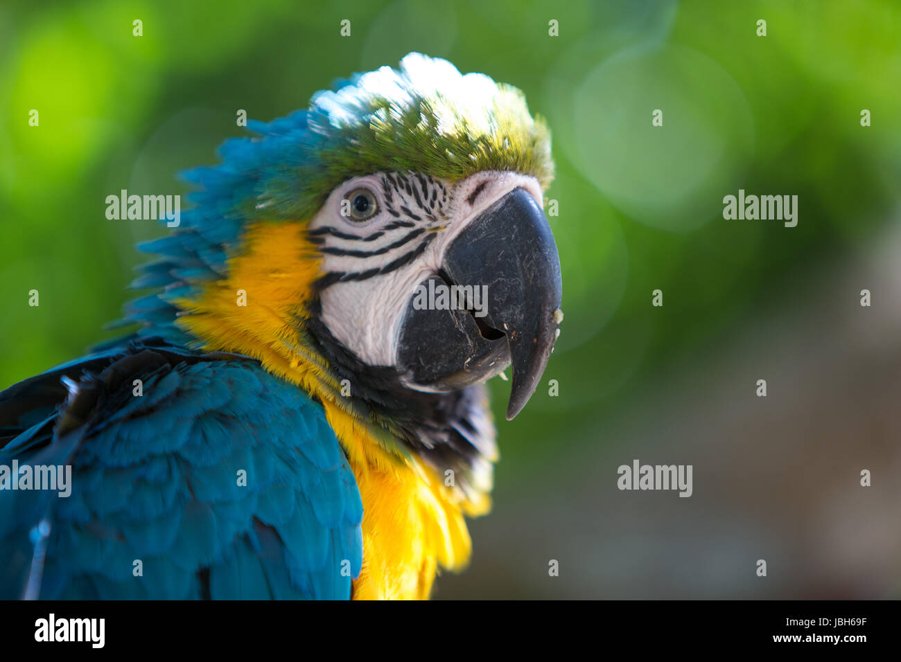 Blue Gold Macaw, breeds in forest and woodland of Tropical South ...