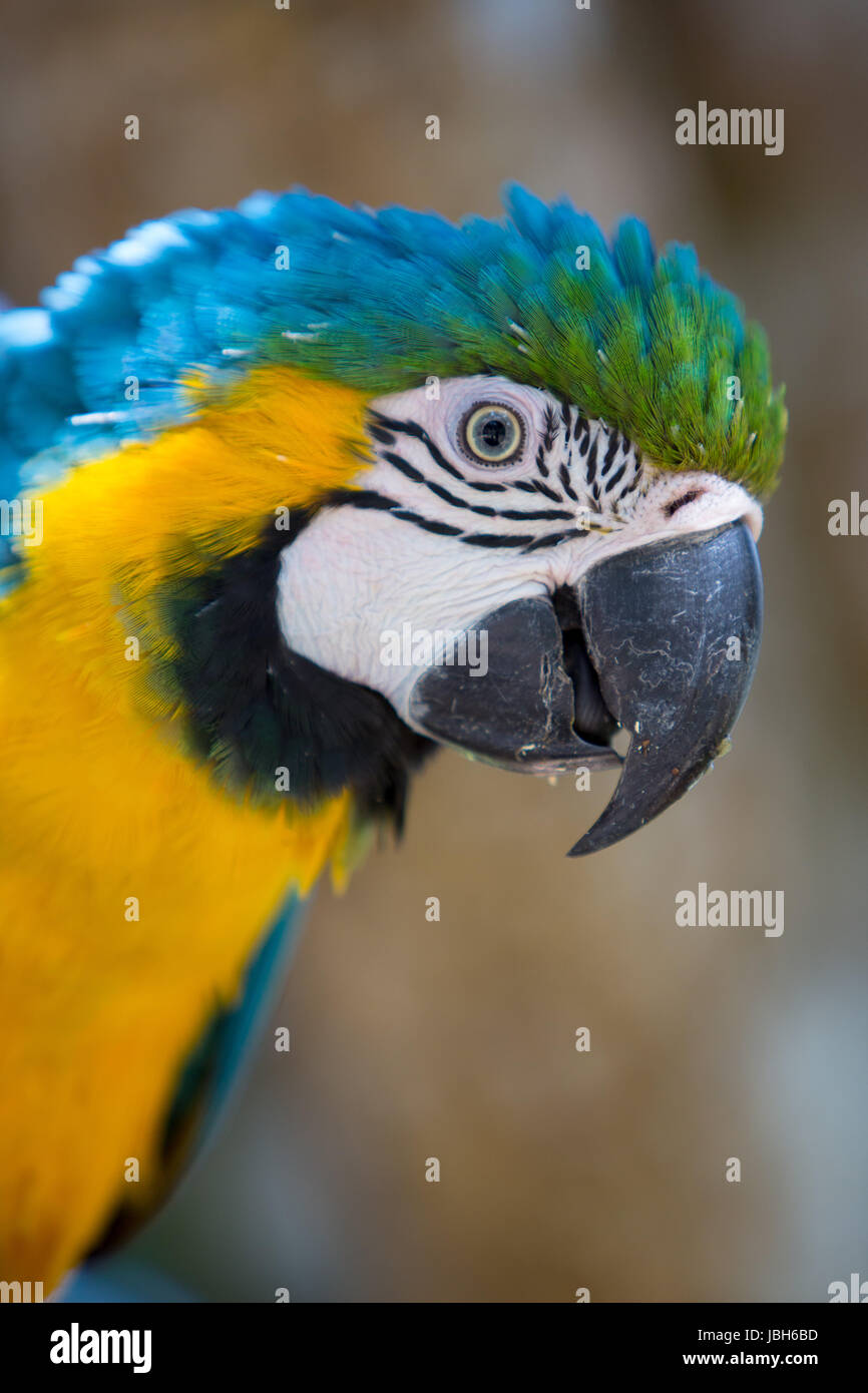 Blue Gold Macaw, breeds in forest and woodland of Tropical South ...