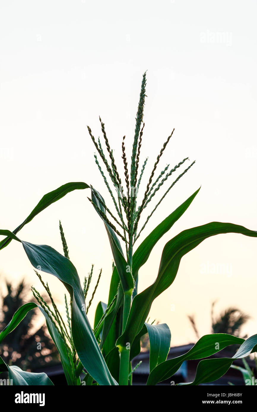 Inflorescence at corn plantation with the sky Stock Photo - Alamy