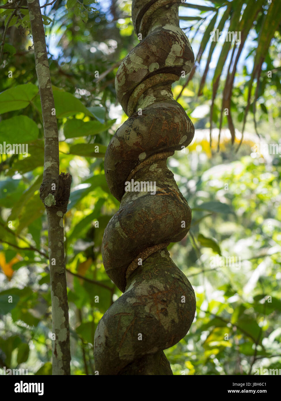 Natural Twisted Wood Around A Tree Stock Photo - Alamy