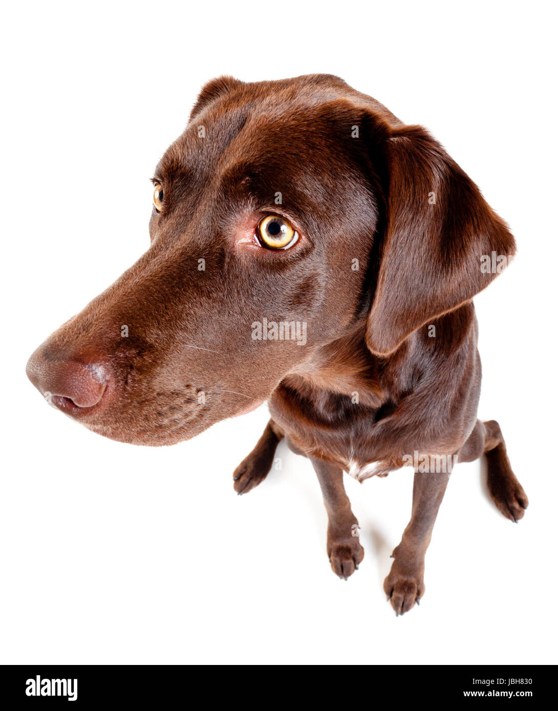 Fish eye lens dog hi-res stock photography and images - Alamy